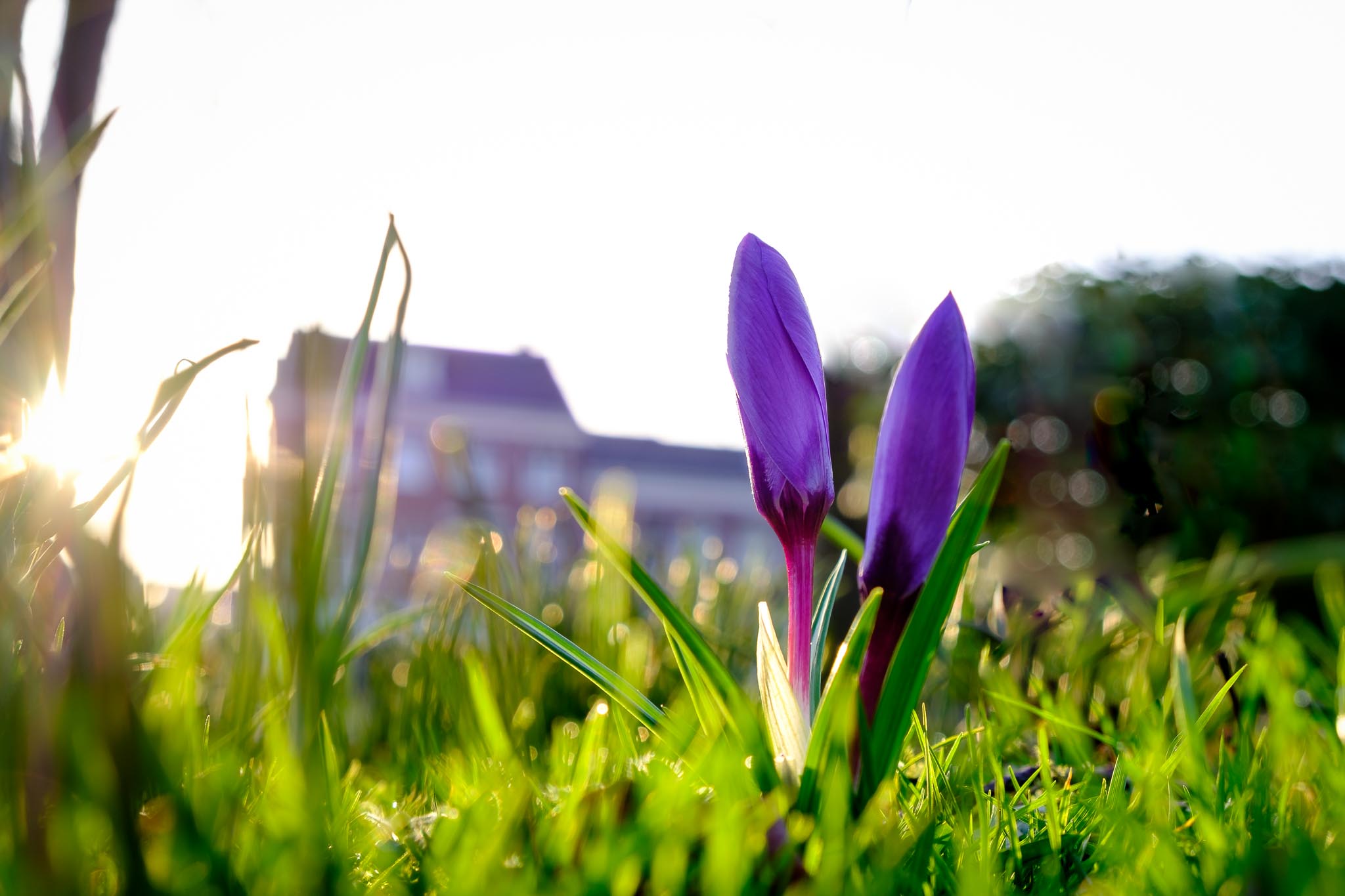 Good Morning Crocus - Ramon de Vries Photography