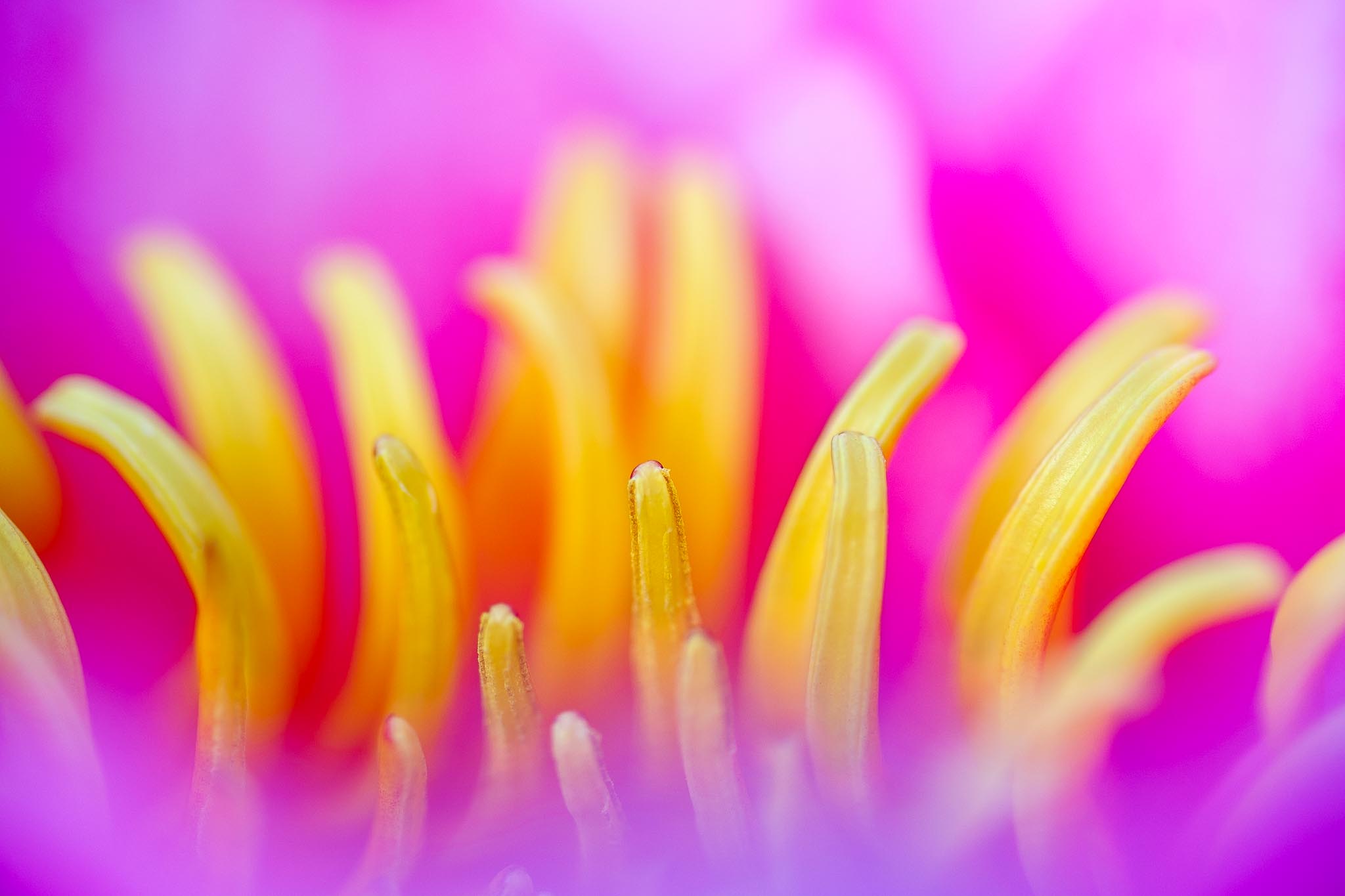 Yellow Tentacles - Ramon de Vries Photography